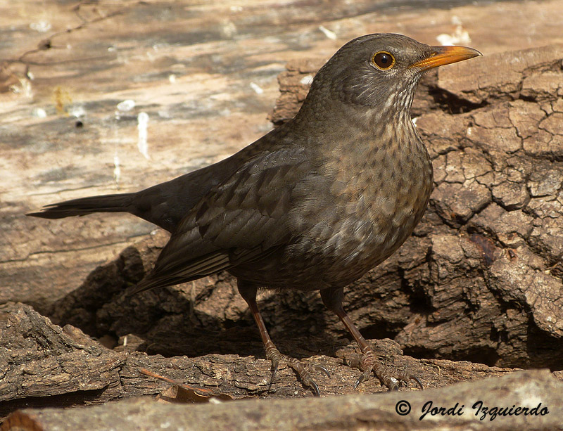 ...NATURA FOTOGRÀFICA: HISTÒRIA D'UN HIDE