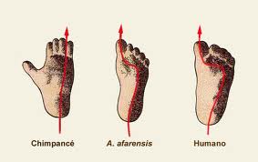 Evolución Del Hombre: Primeros posibles homínidos bipedos