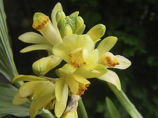 Phaius flavus care and culture | Travaldo's blog