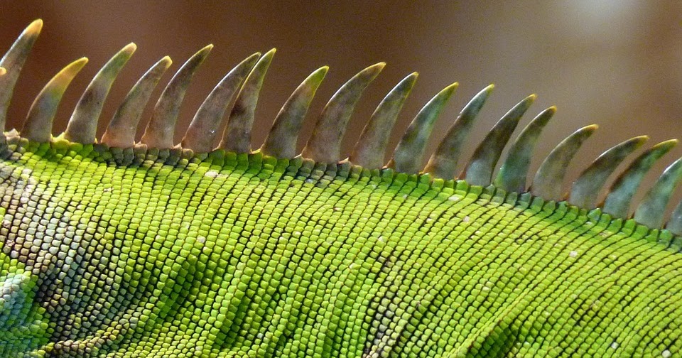 escates d'una iguana, escamas de una iguana, Scales of an iguana.