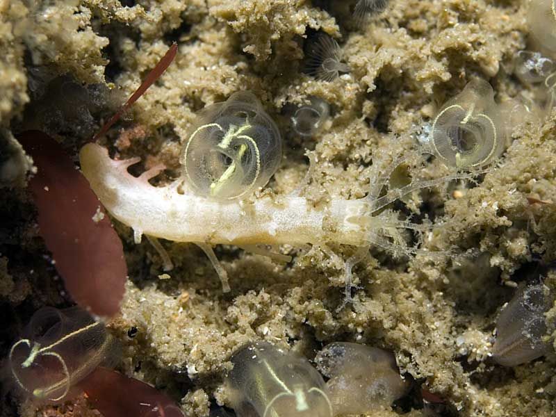 Real Monstrosities: Ocnus lacteus