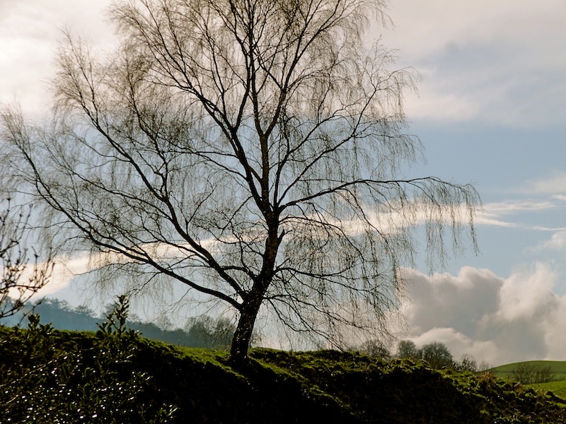 Friko's World: My World of Trees in March