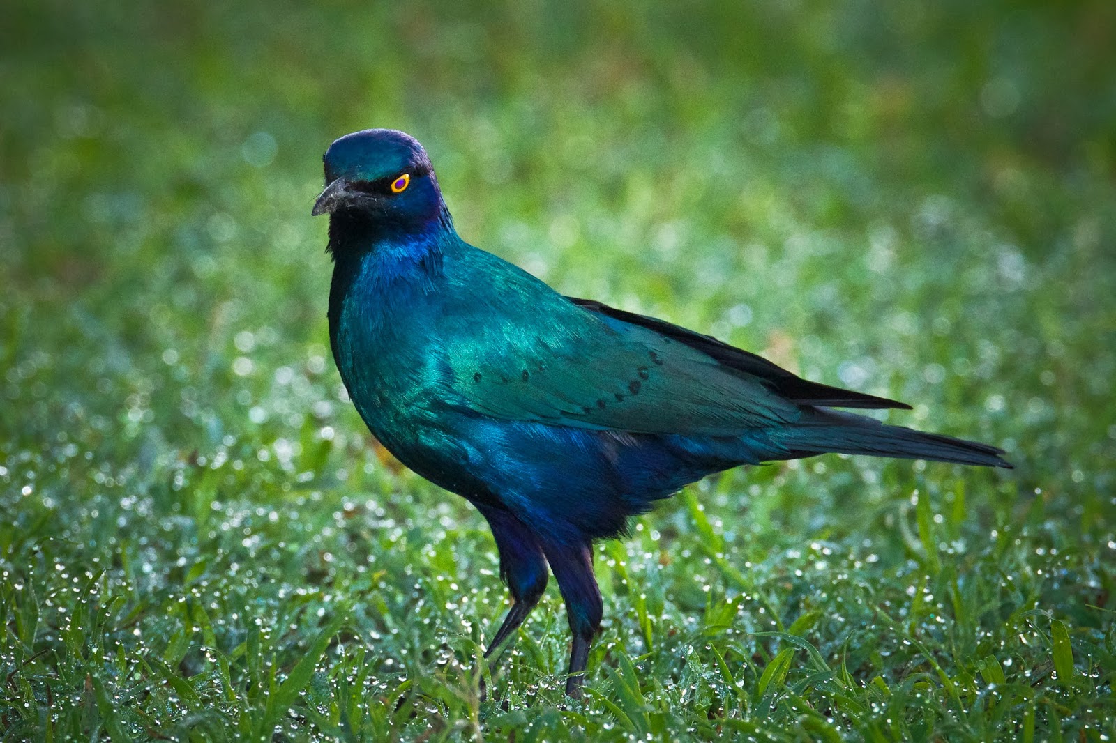 Feather Tailed Stories: African Starlings (Africa Series)