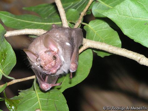 Centurio senex - Wrinkle-faced Bat, Lattice-winged Bat