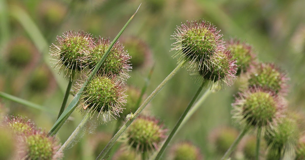 Patagonia: Cadillo (Acaena magellanica)