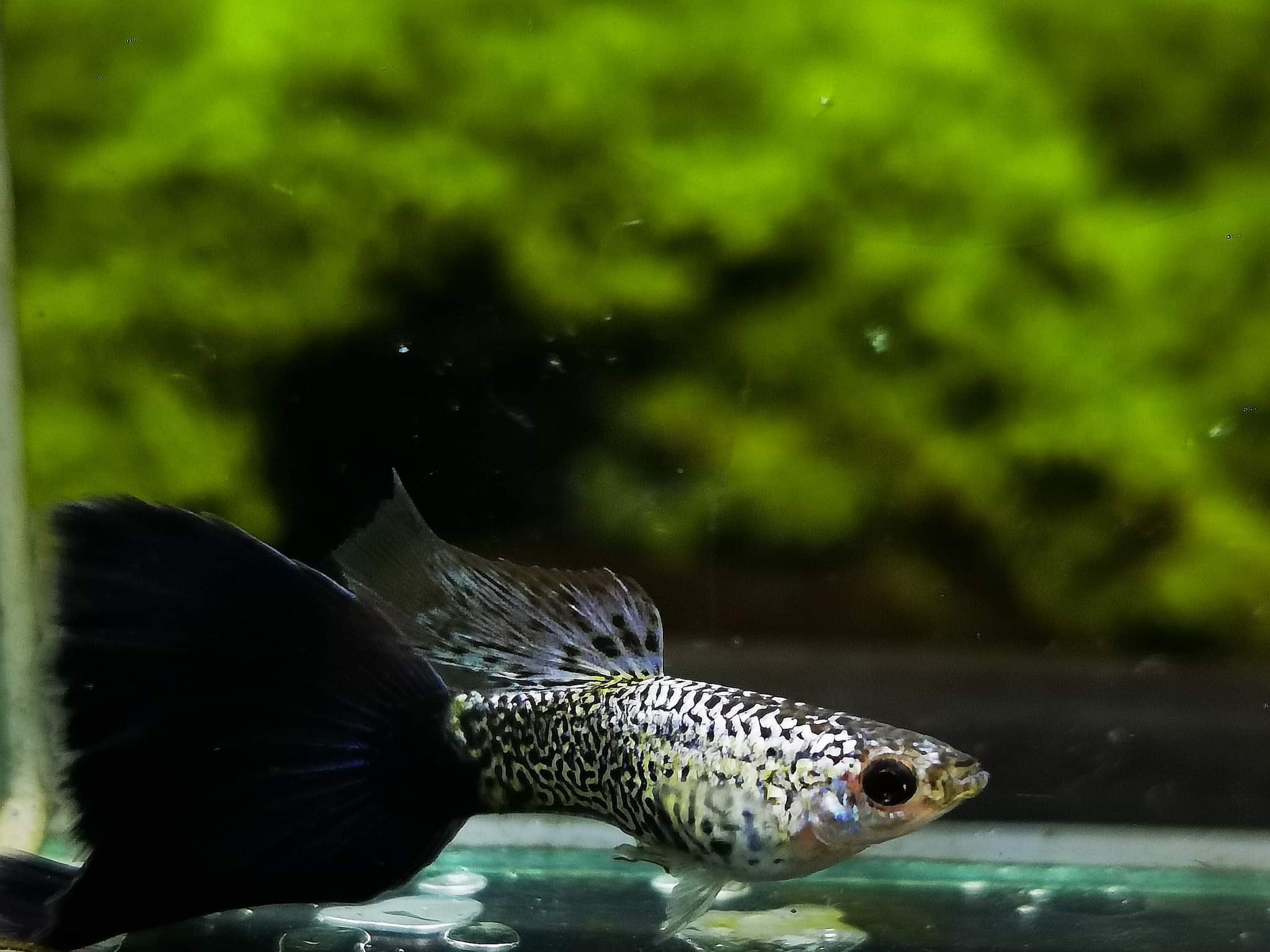 SNAKE SKIN BLACK TILE - Guppy