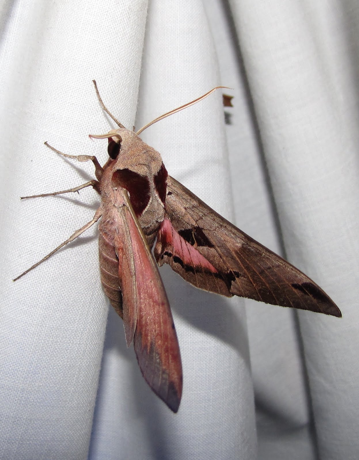 Bug Eric: Coming Soon: National Moth Week