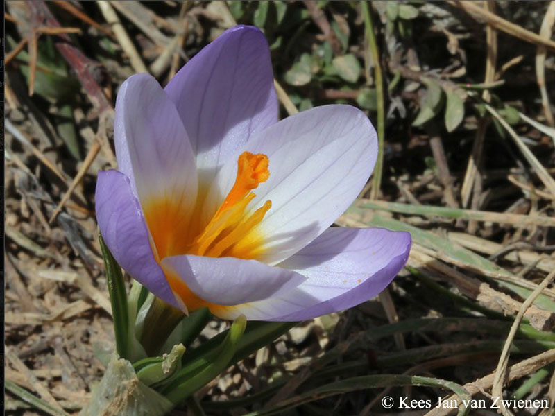 The Country Of Crocuses: Crocus sieberi subsp. nivalis (C. atticus ...