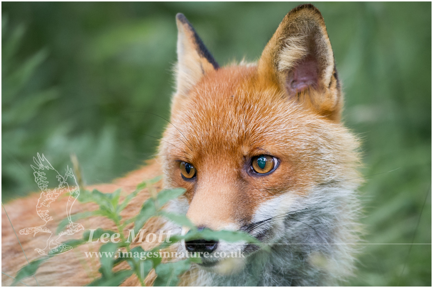 Lee Mott Photography