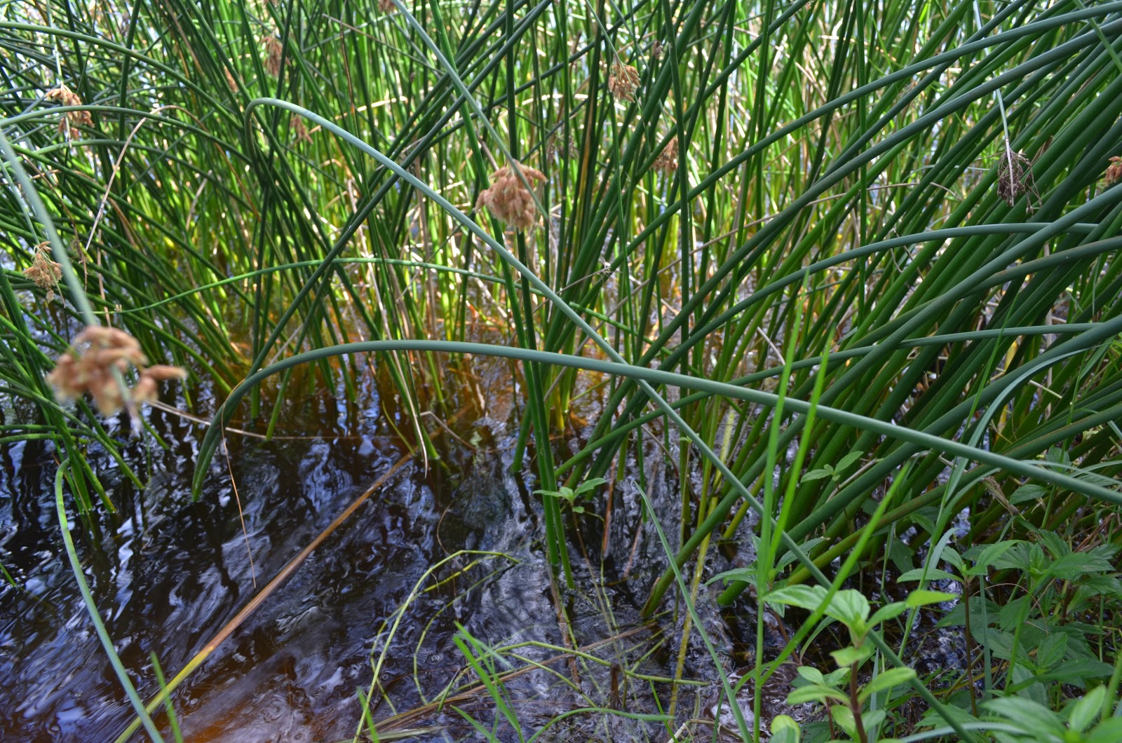 Biodiversity in Saipan - Salvi Villanueva & Patrick Llaban: Susupe Lake!