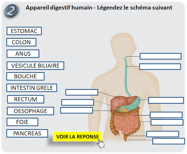 QCM-CONCOURS-GRATUITS: Schéma à légender n°2 - appareil digestif humain