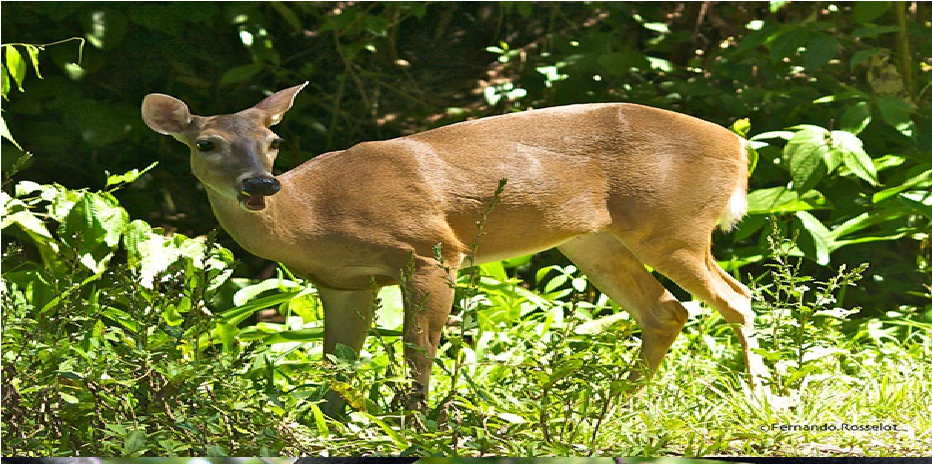 FAUNA