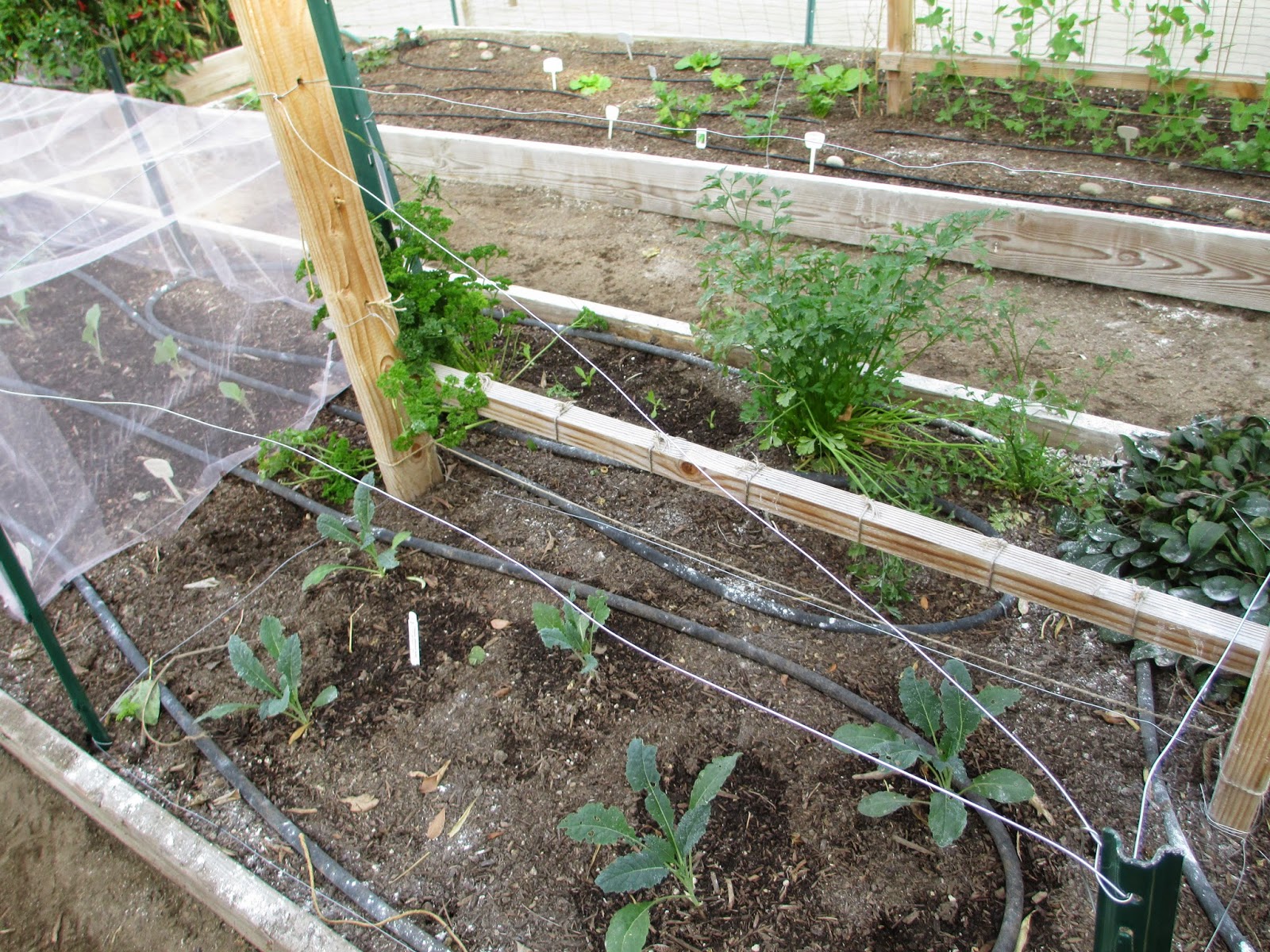 Andie's Way: Making Bigger Cabbage Row Covers