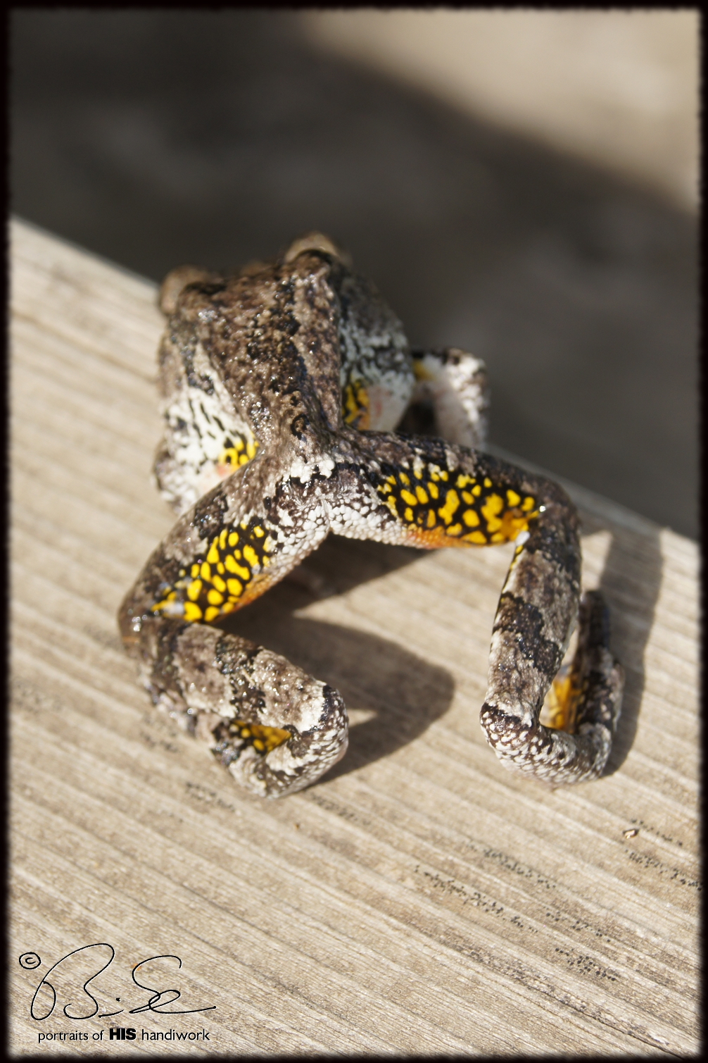 portraits of HIS handiwork: Crows and Frogs