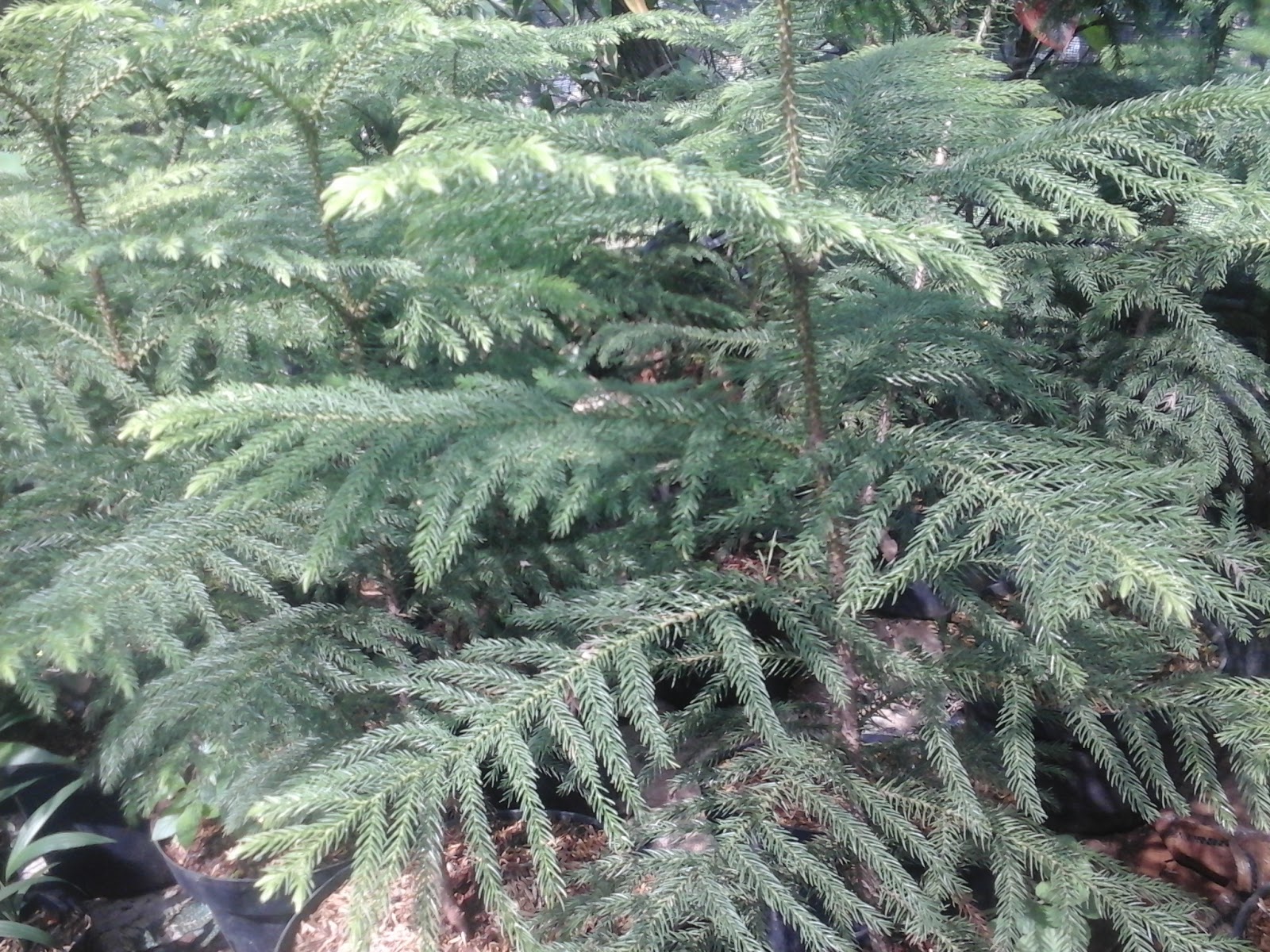 DAFTAR HARGA TANAMAN: Cemara Norfolk | Aneka Jenis Cemara