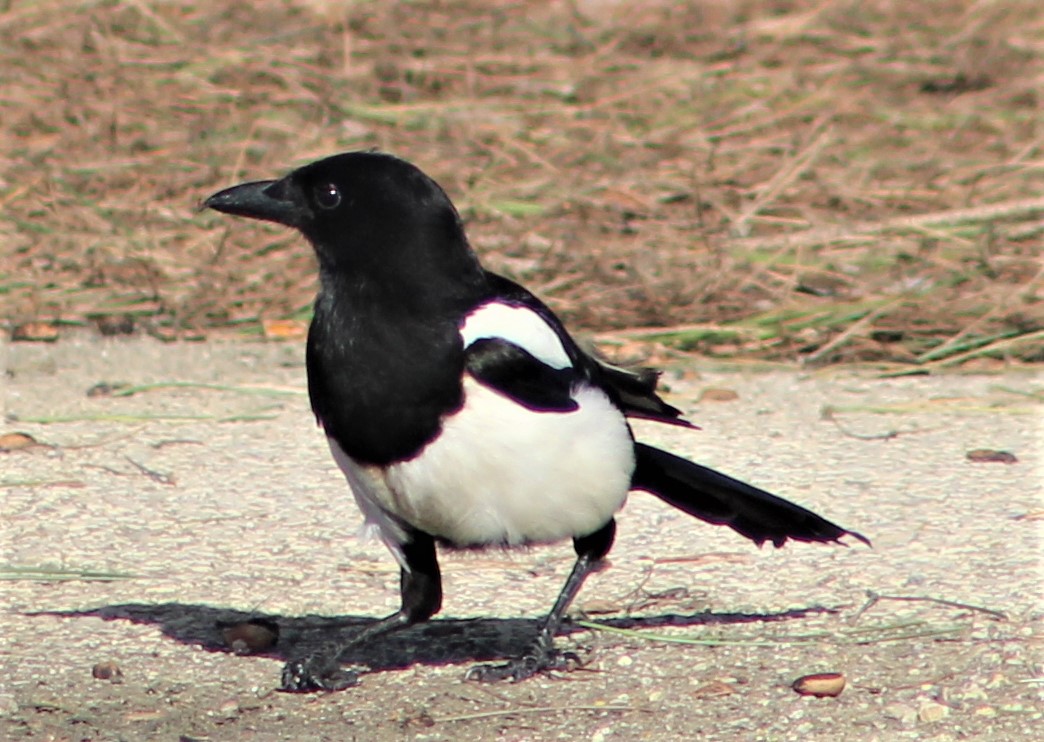 Imagens da vida animal: Pega-rabilonga (Pica pica)