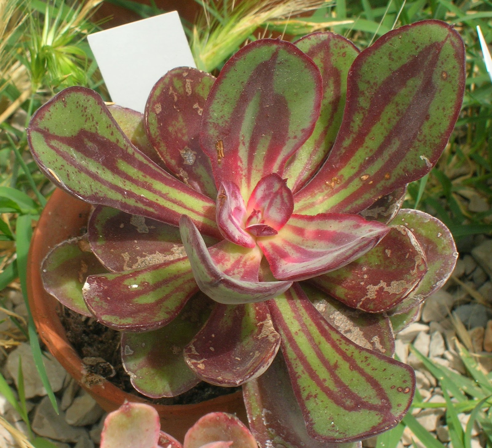 Plantes Grasses et Succulentes 34: Liste des espèces détenues