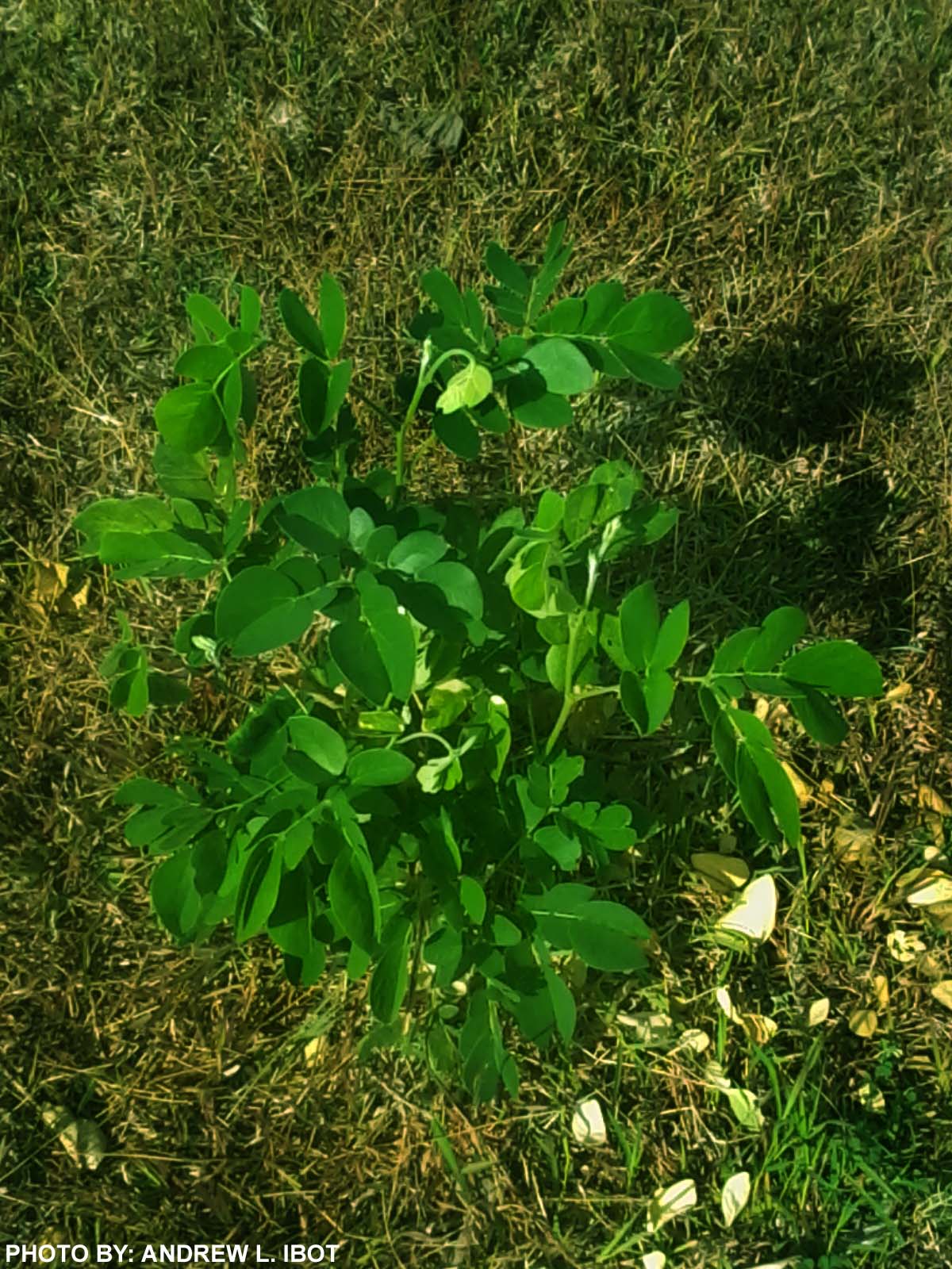 Ako si ANDREW IBOT!: Akapulko - Halamang Gamot / Herbal Medicine