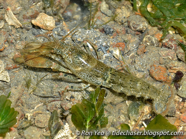 tHE tiDE cHAsER: Caridean Shrimps (Phylum Arthropoda: Infraorder ...
