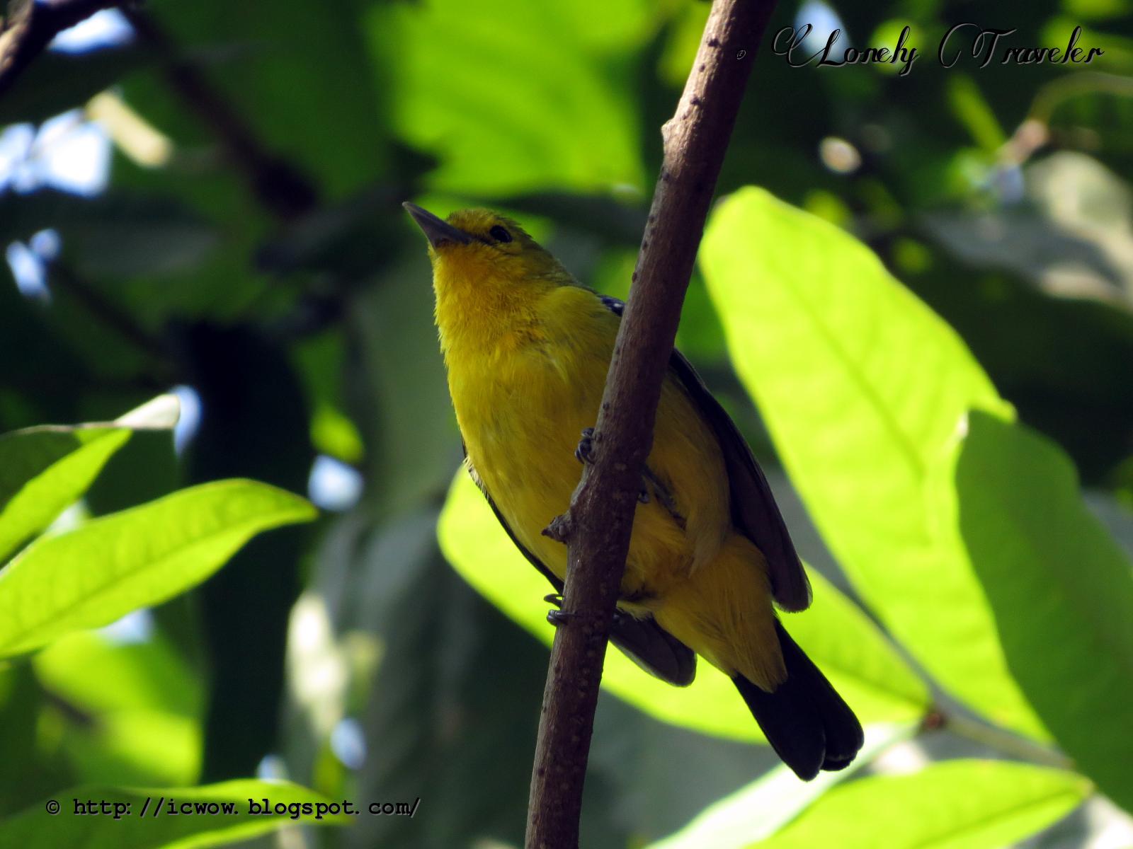 Common iora - Aegithina tiphia