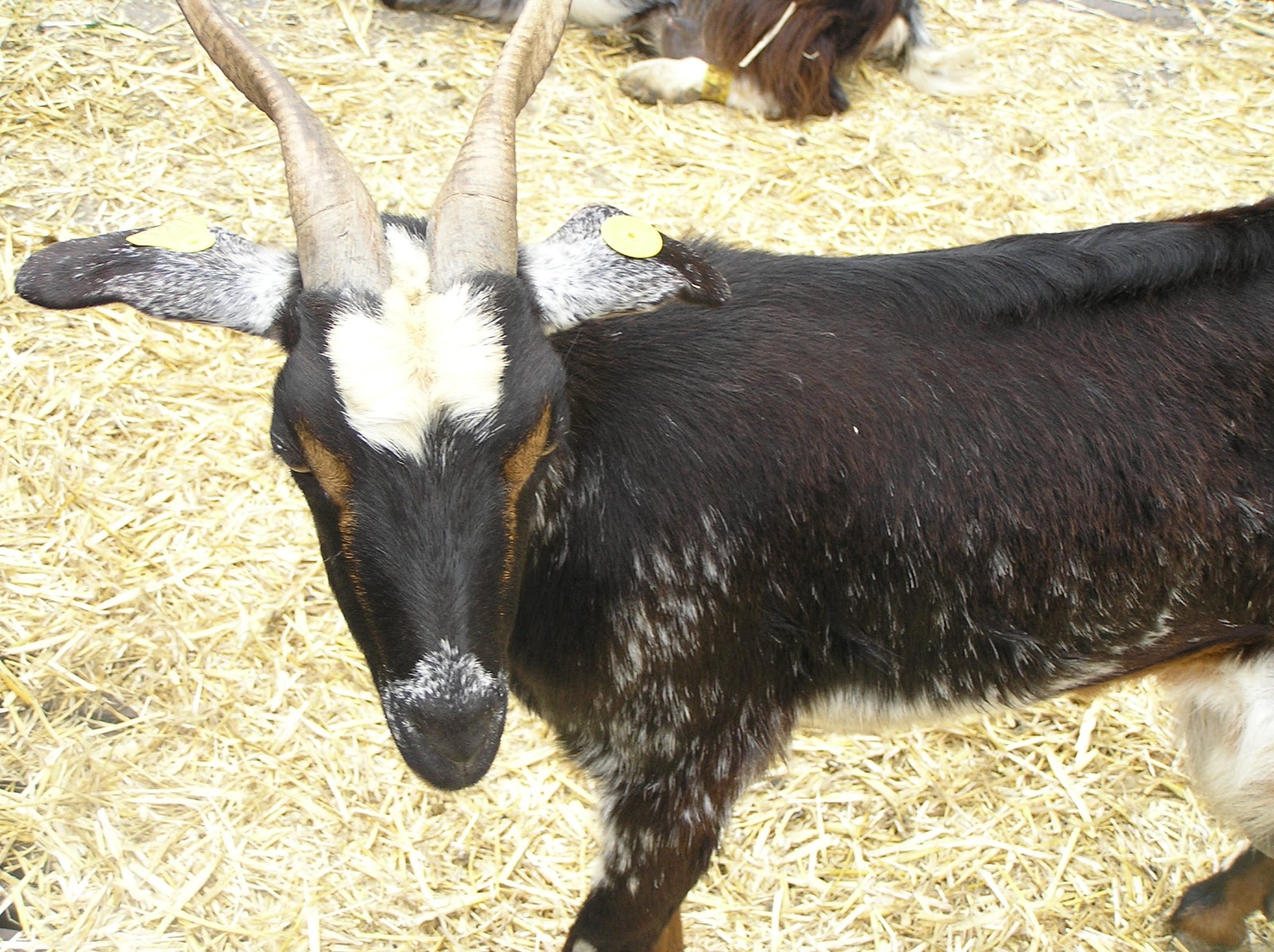 Cabras; Capra