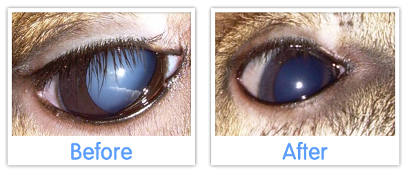 Dog Abc: Dog Eye Antibiotic