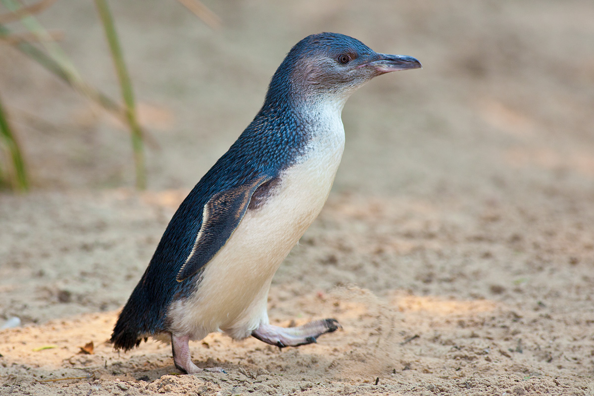 daily timewaster: Little Blue Penguins