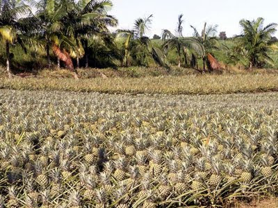 Ananas victoria fruit Île de La Réunion