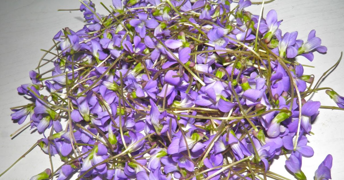 Docaitta Lifestyle: Foraging: Blue Marsh Violets