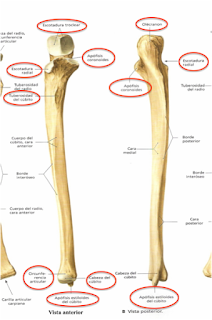 ANATÒMICO VIRTUAL : "CUBITO & RADIO": OSTEOLOGIA (EL CUBITO)