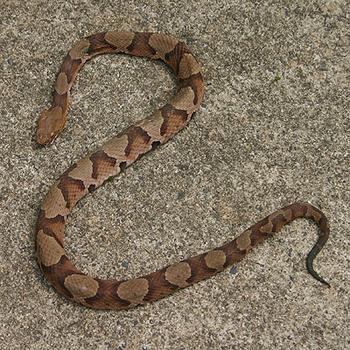 John, Missy, and Joy: Thank God for Copperheads