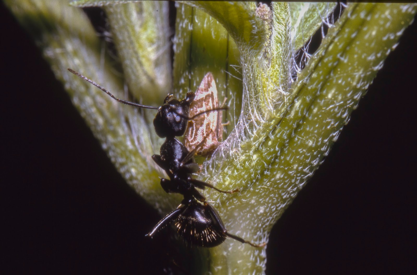 Hyperblogal: symbiotic relationships with insects