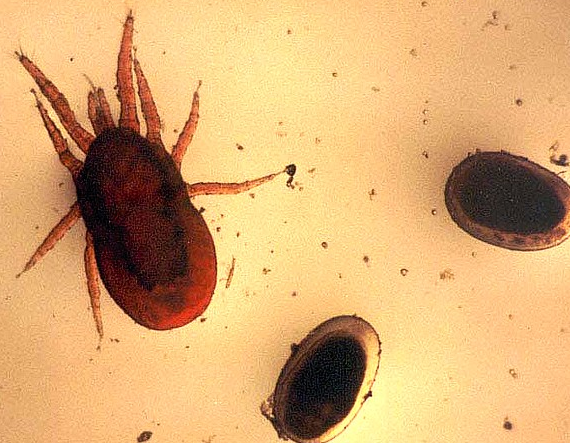 CONTROL DEL ÁCARO ROJO - Aviantecnic, tienda online ornitología ...