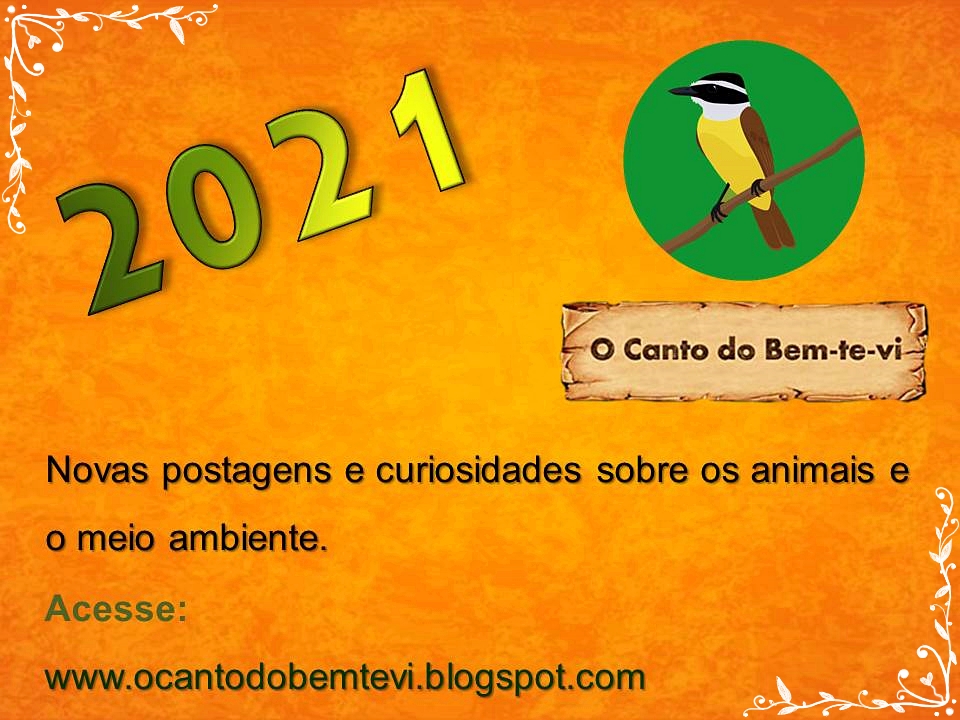 Mosca-do-berne | O Canto do Bem-te-vi