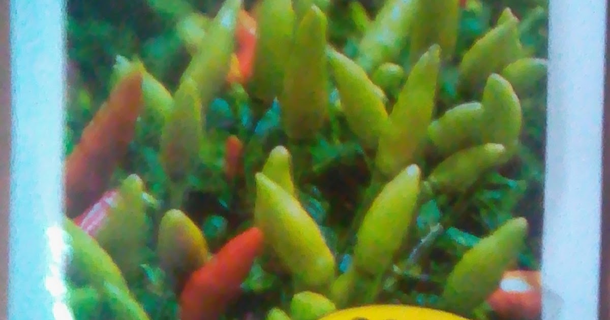 Benih Cabe Rawit Cakra Putih | bibit-unggul