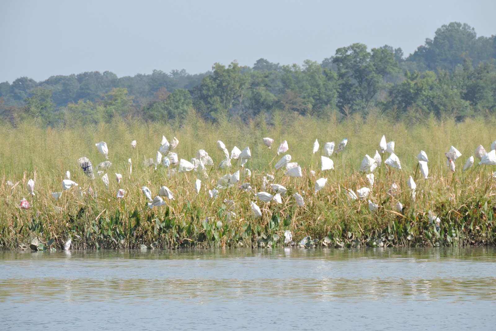 Capital Naturalist by Alonso Abugattas: Wild Rice Restoration