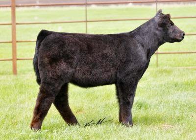 MITTAG Blog: Otto Show Cattle/Pesek Cattle Farm
