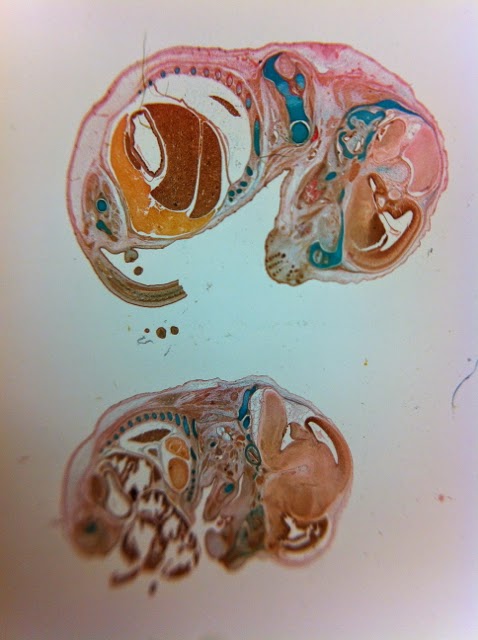 [SymbioticA Residency Research Notes] WhiteFeather Hunter's Lab Book ...