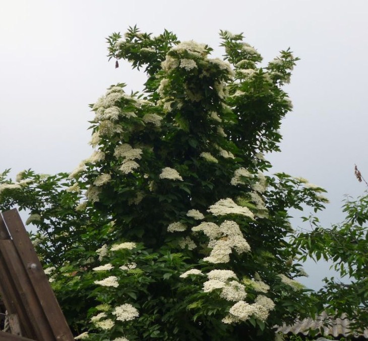 Seminte si plante de gradina hobby: Soc-Sambucus Nigra L.