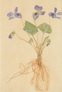 Kell Belle Studio: How to Make Pressed Violets