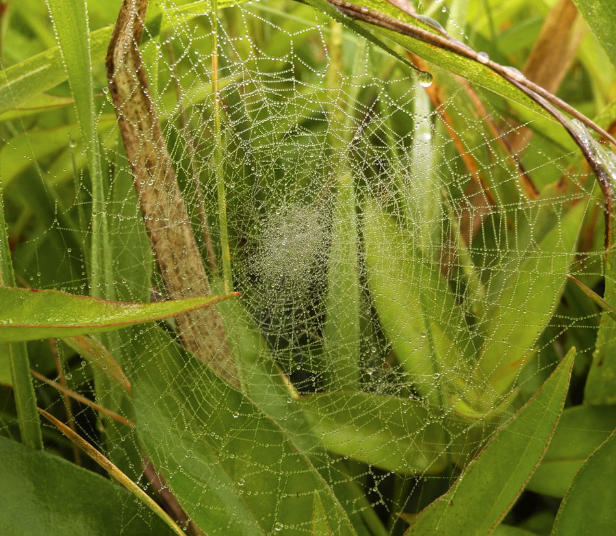 Studio and Garden: The Webs They Weave