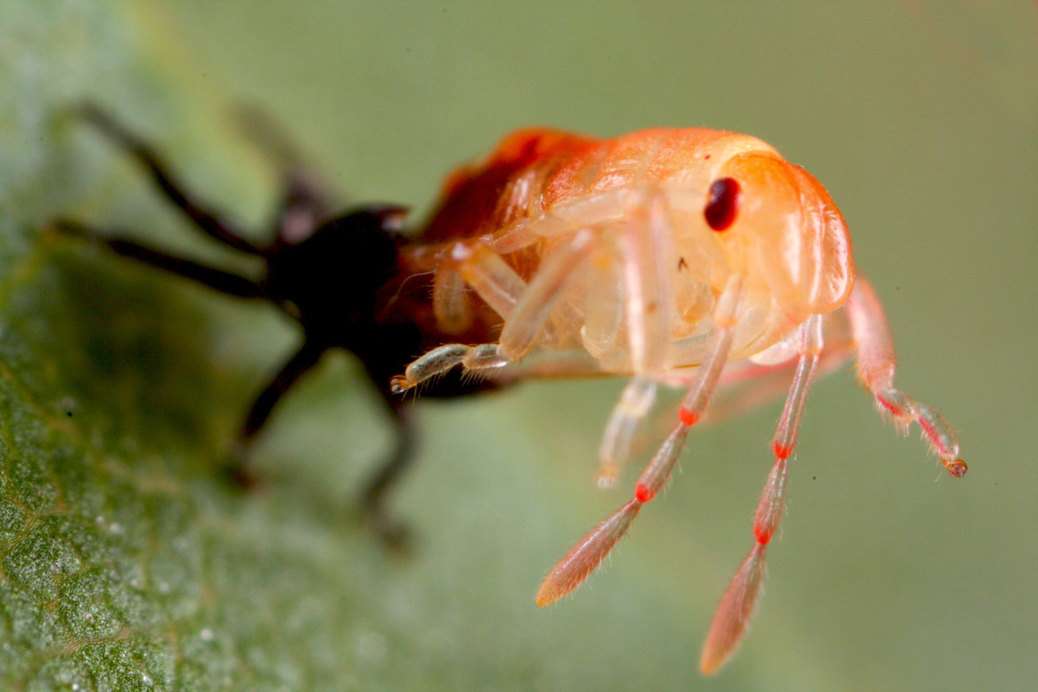 JJ's Photographic nature blog: Waspish behaviour and bad eggs...
