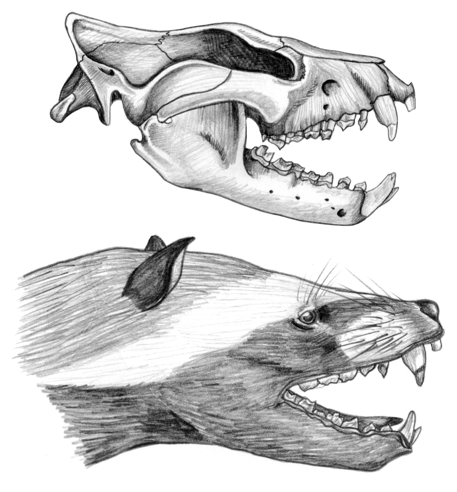 Escenarios prehistóricos: Borhyaena