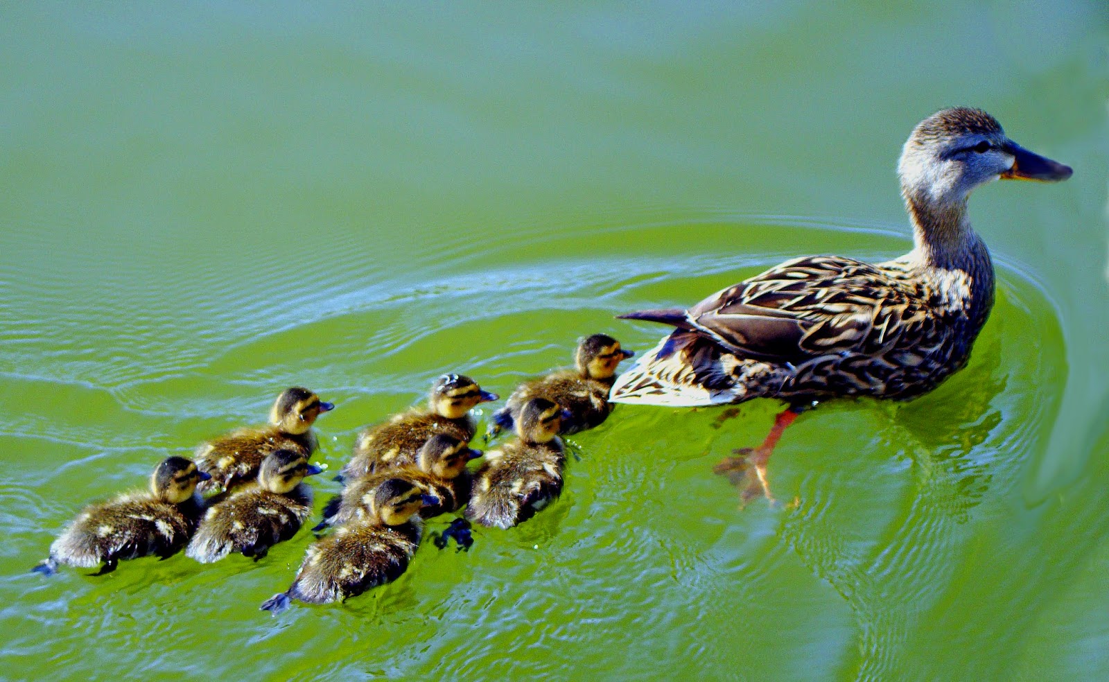Very Cute Mother And Baby Ducks Images HD Wallpaper - all 4u wallpaper
