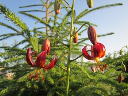 Saskatchewan Lilies ....in progress