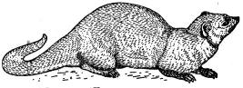 Seeks Ghosts: Isle of Man’s Talking Mongoose