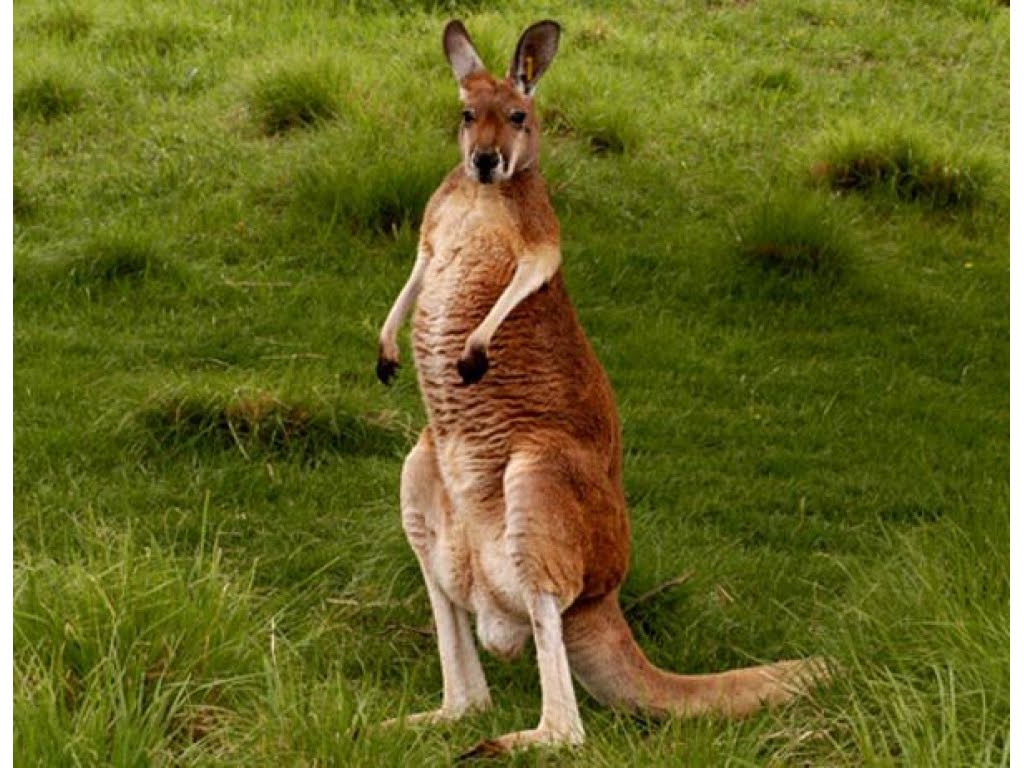 22 photographs of kangaroos in their natural habitat | wallpaper hd latest