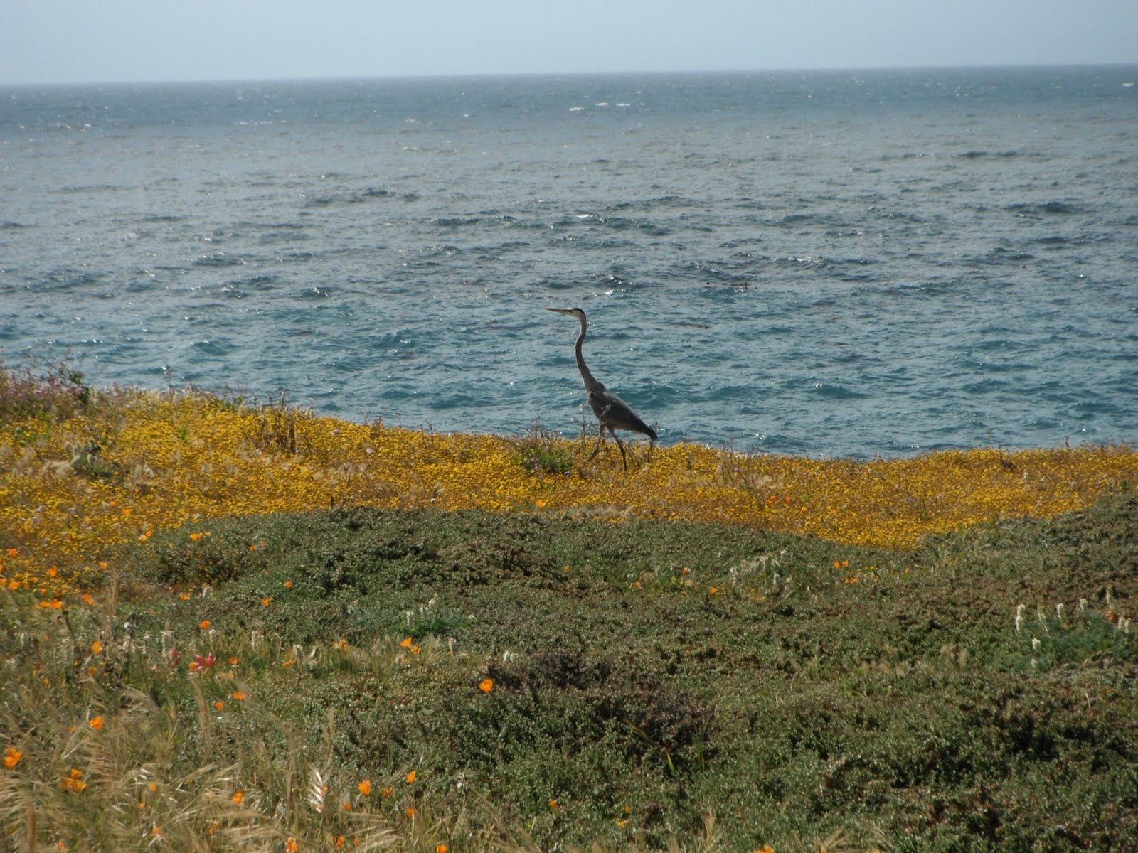 Our Hiking Mystery: Bluff Trail and Point Buchon Trail in Montaña de ...