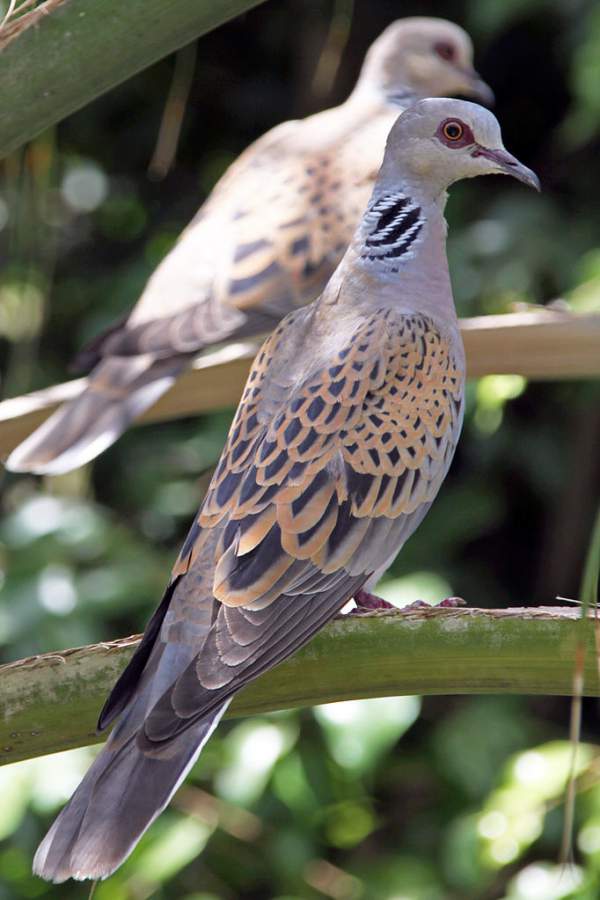 European turtle dove photos | Birds of India | Bird World