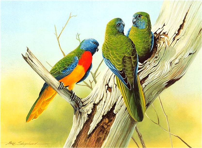 AMARNA IMAGENS: PINTURAS DE ERIC SHEPHERD